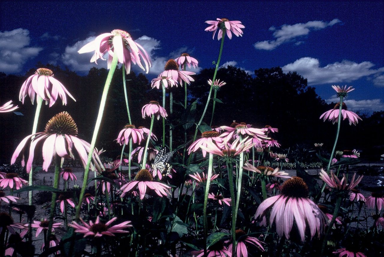 『Strange Flowers』 Gasho Yamamura | Ways of Seeing | SEIN | SIGMA